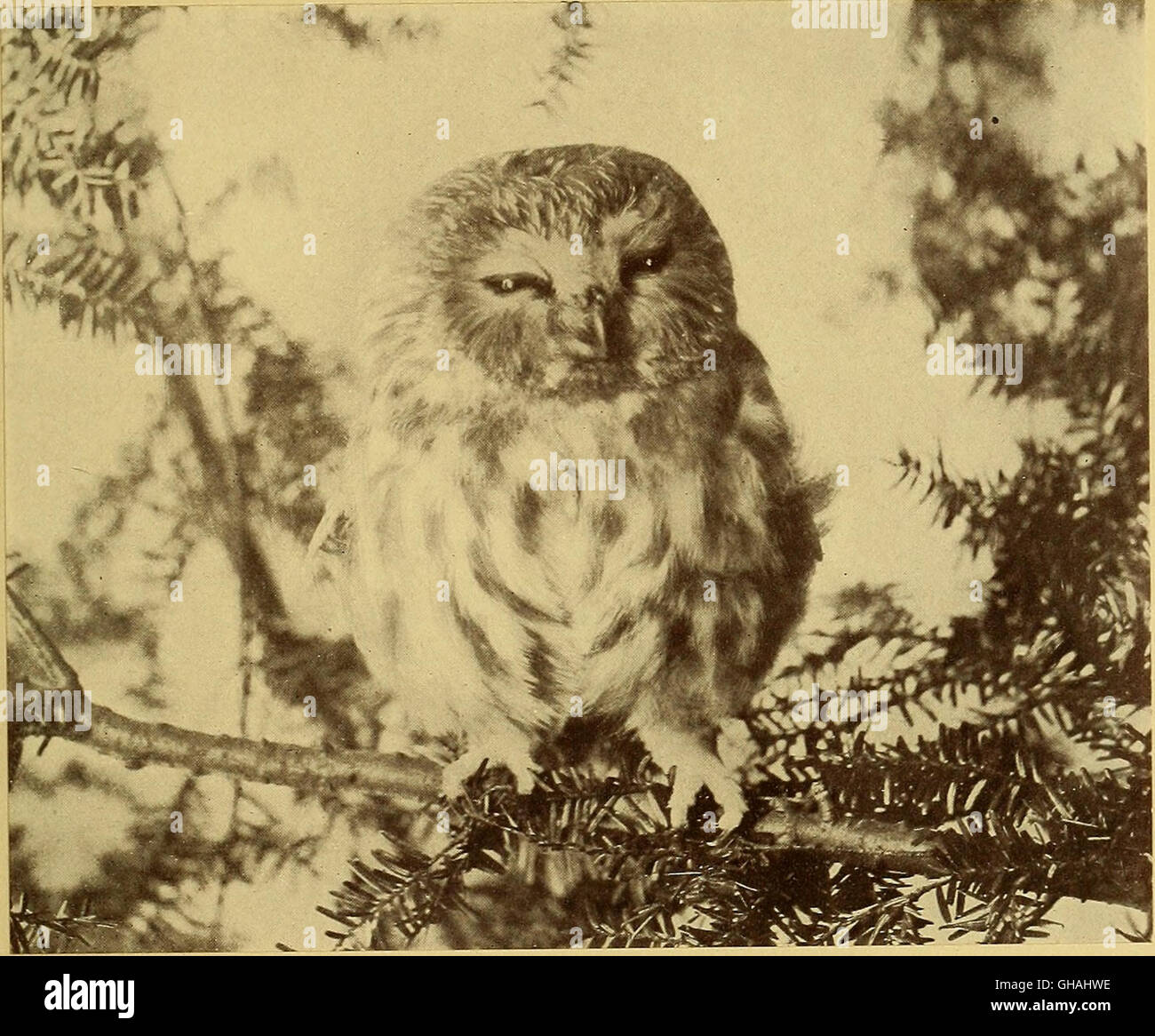 'Bird Legend and Life' (1908) combines folklore, mythology, and natural ...