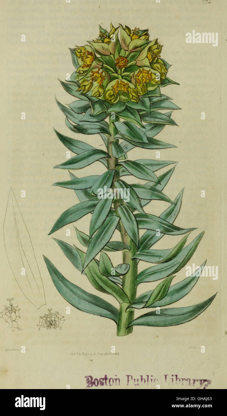 'The Botanical Register' (1815) is a botanical publication featuring ...