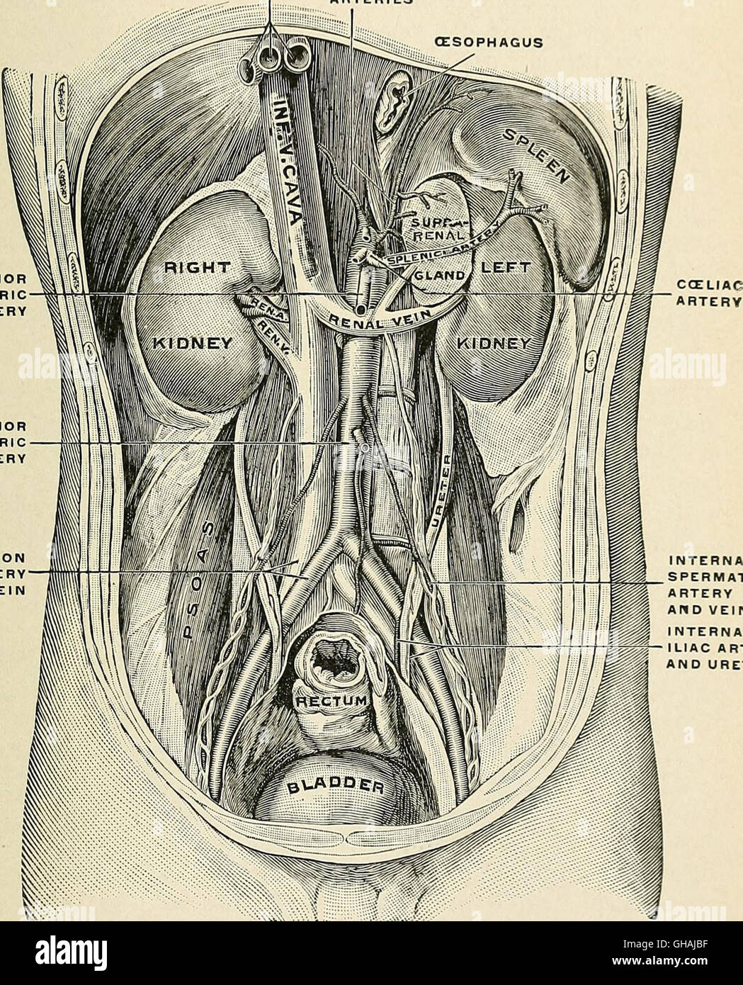 This 1917 textbook covers essential first aid and emergency treatment ...