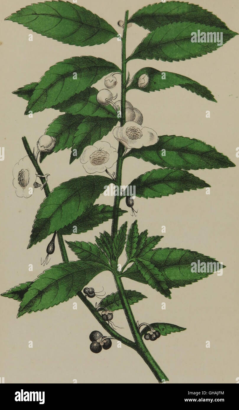 Published in 1847, 'The Family Flora and Materia Medica Botanica ...