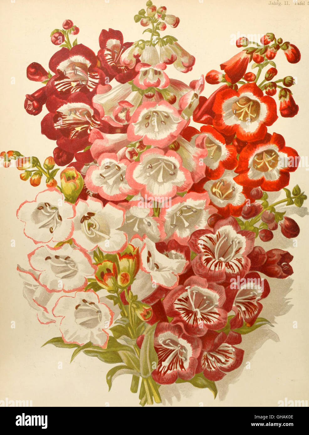 'Die Gartenwelt' (1897) is a German-language publication focused on the ...