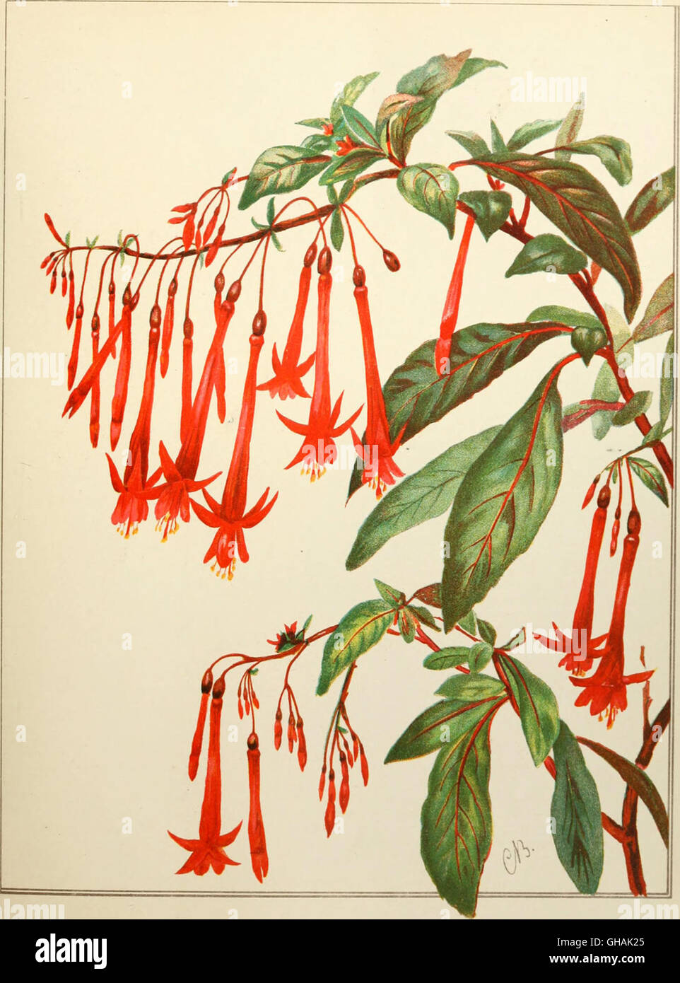 *Die Gartenwelt* (1897) is a German periodical focused on horticulture ...
