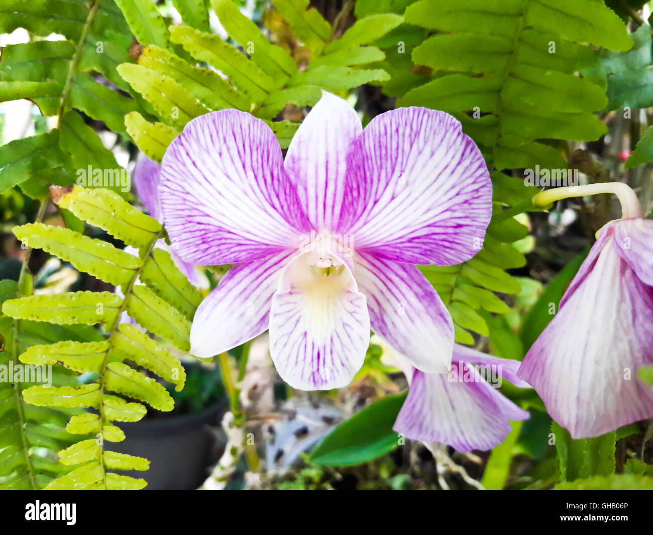 Purple and white orchid hi-res stock photography and images - Alamy