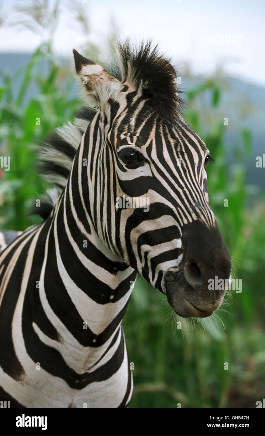 Zebra Racing Stripes KPA69567 IM RENNSTALL IST DAS ZEBRA LOS! Racing