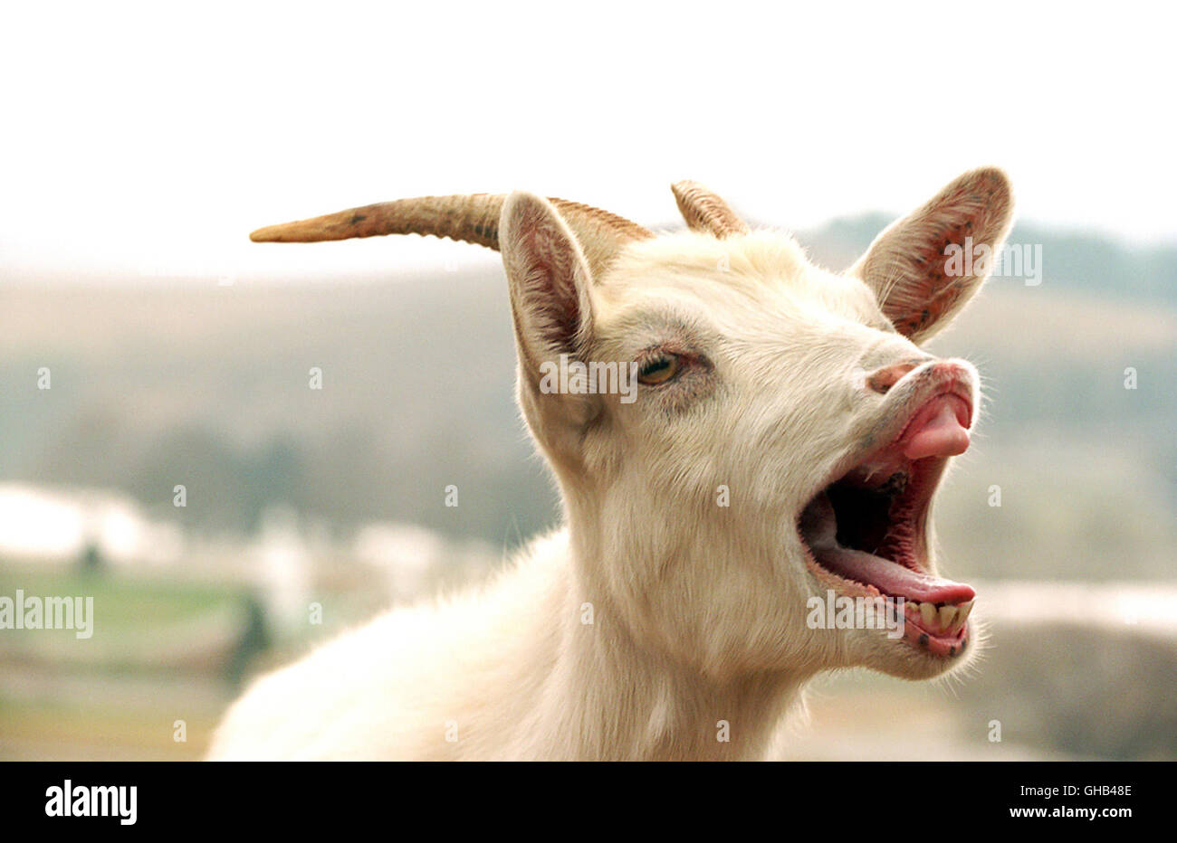 IM RENNSTALL IST DAS ZEBRA LOS! Racing Stripes South Africa/USA 2005 ...