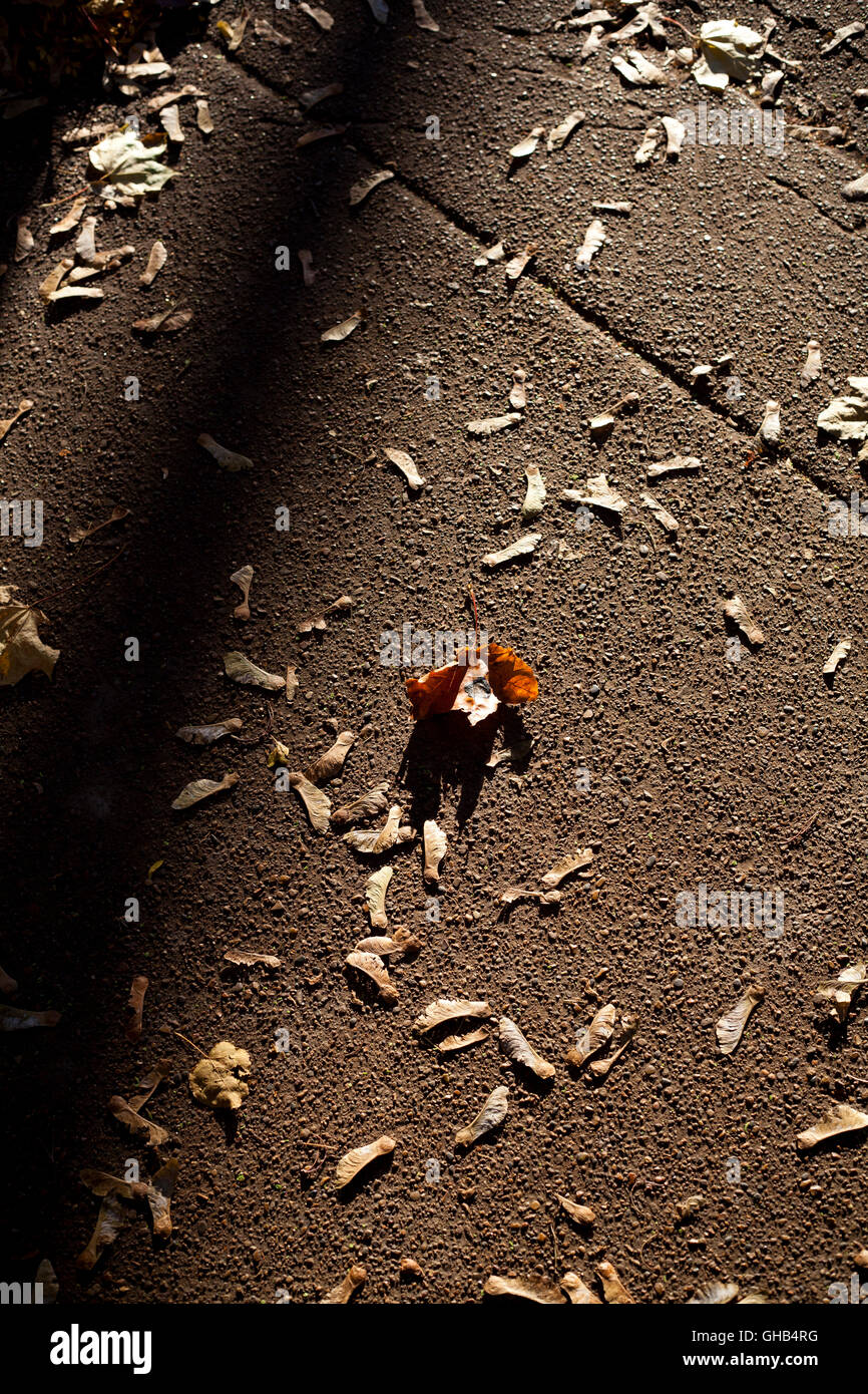 Single dried maple leaf and maple seeds on sidewalk in Autumn Stock ...