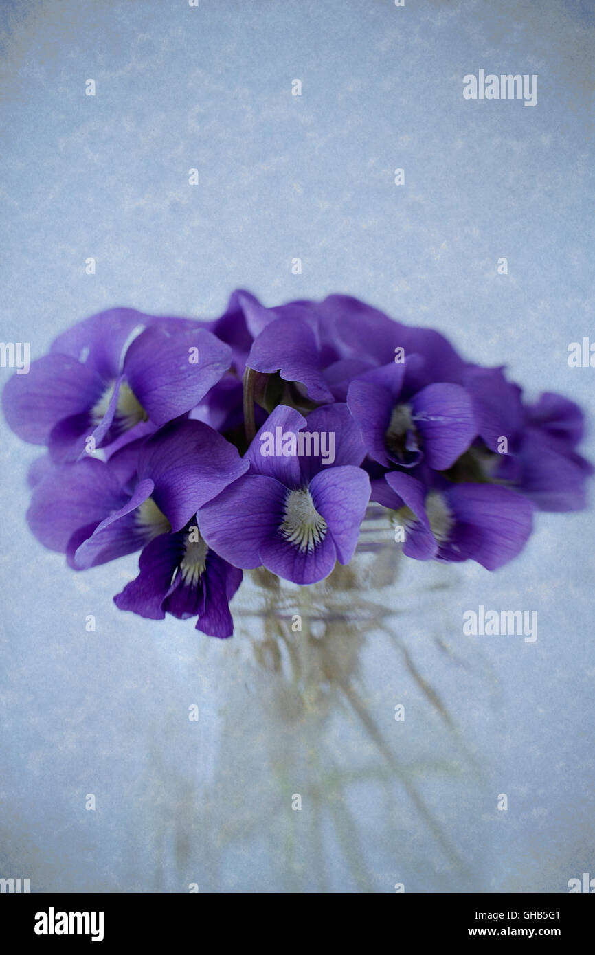 White and purple violets hi-res stock photography and images - Alamy