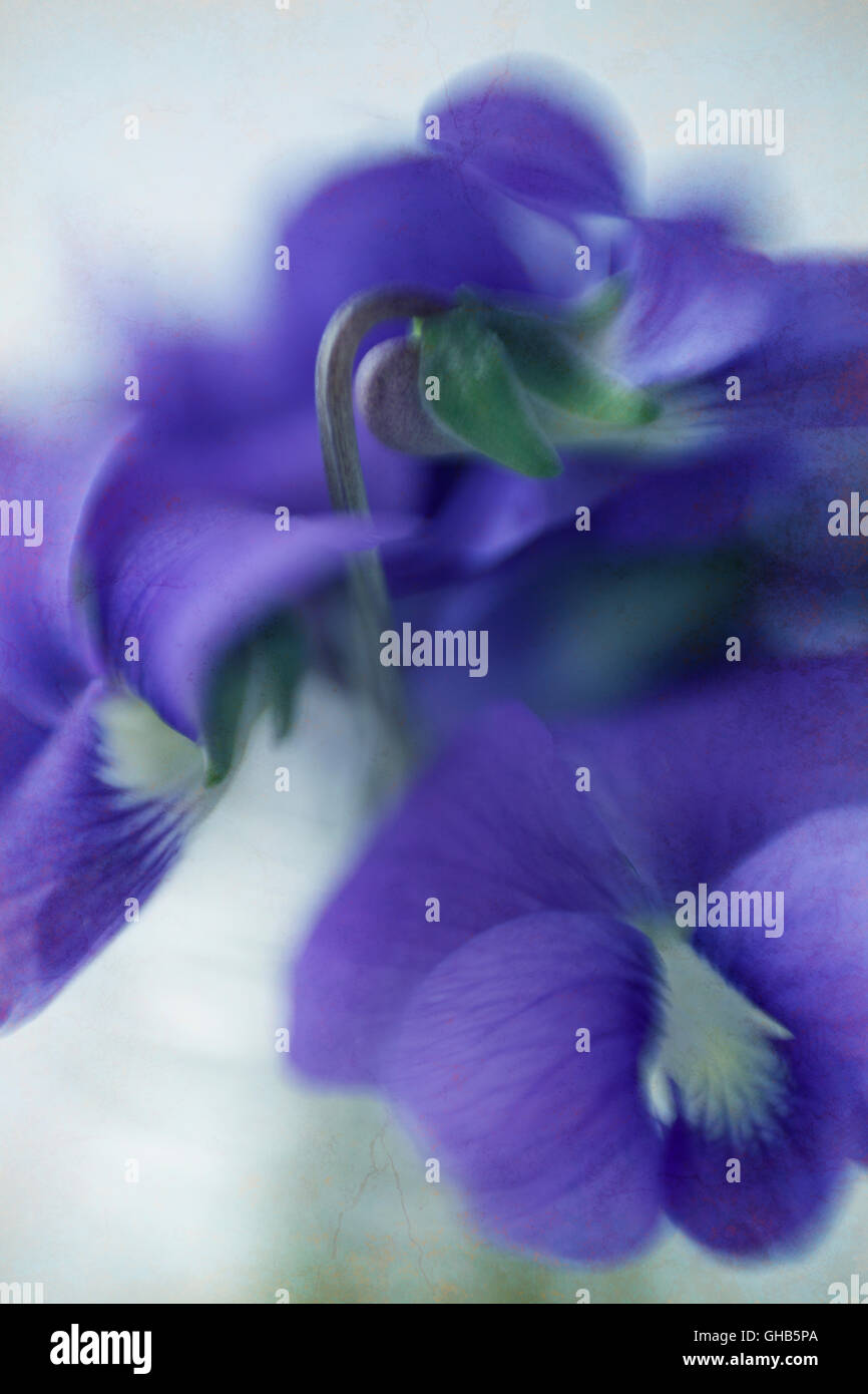 Violets purple hi-res stock photography and images - Alamy