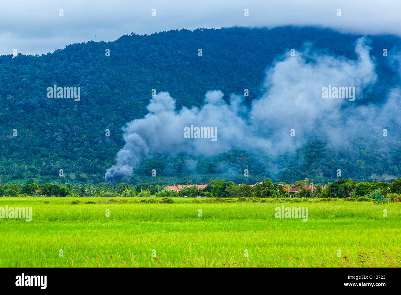 In open field plantation hi-res stock photography and images - Alamy