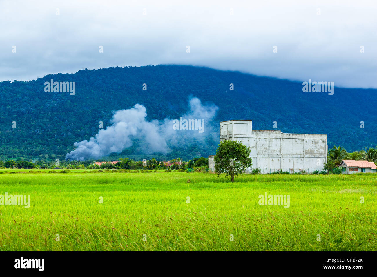 In open field plantation hi-res stock photography and images - Alamy