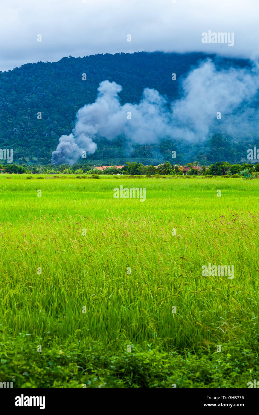 In open field plantation hi-res stock photography and images - Alamy
