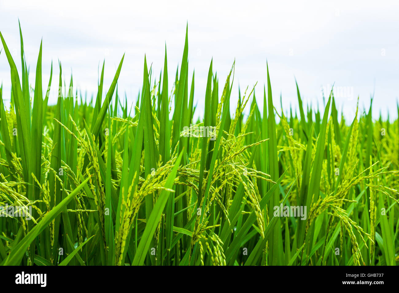 Low angle close up of an unripe paddy rice field plantation with ...