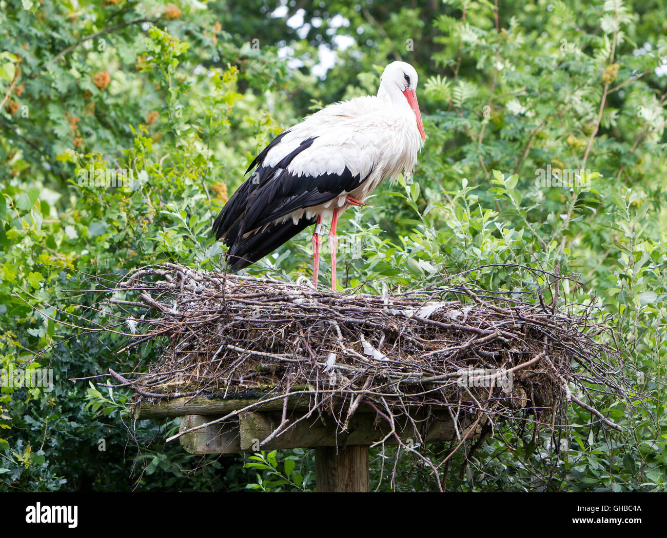 White stork ciconia ciconia ringed hi-res stock photography and images ...