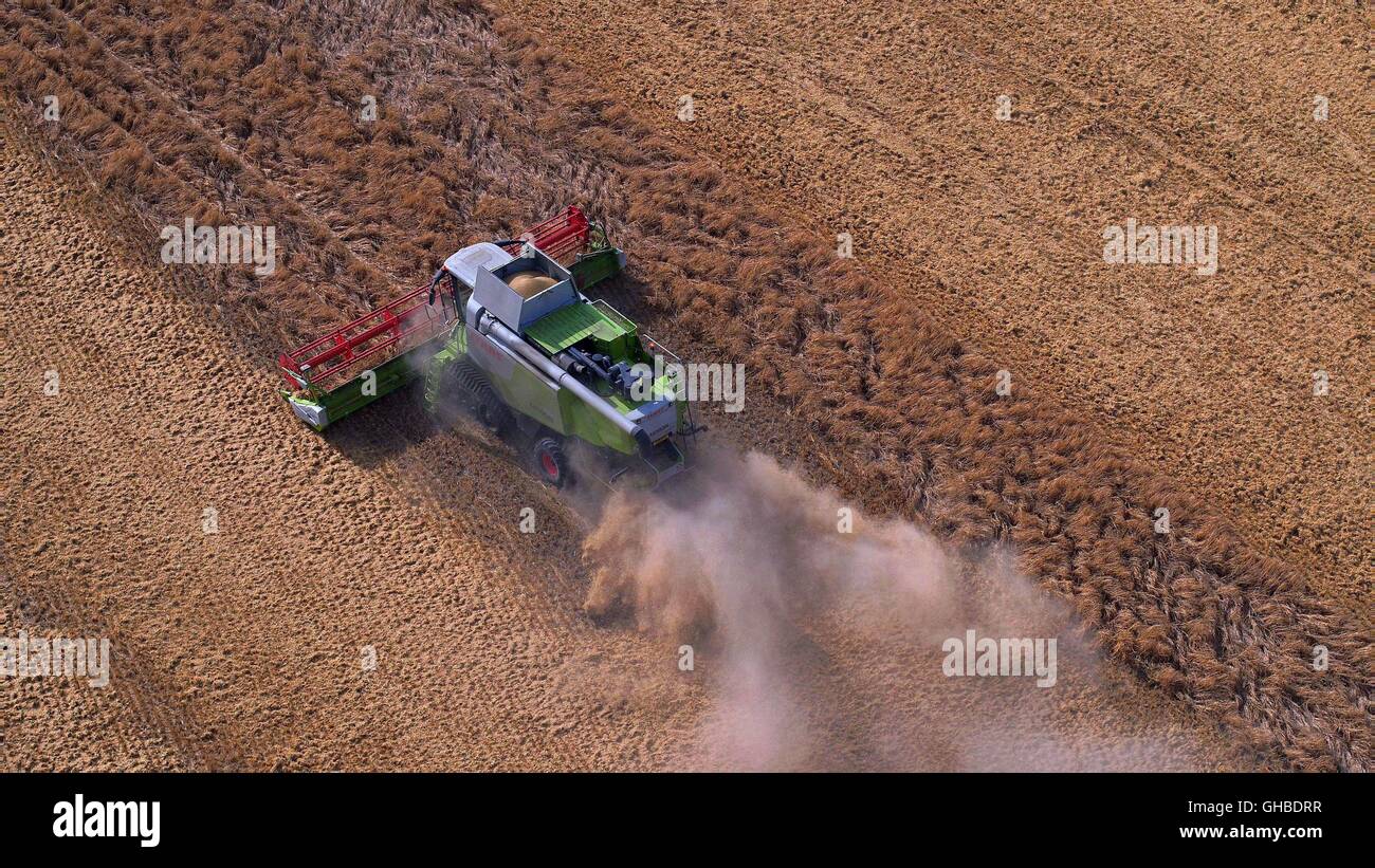 An aerial view of a combine harvester working in a field of Barley in ...
