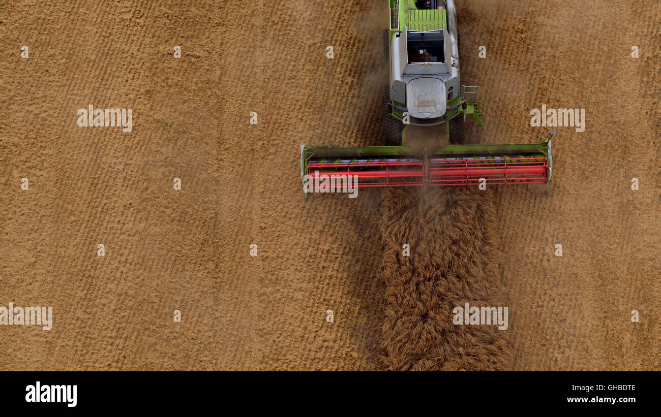 An aerial view of a combine harvester working in a field of Barley in ...