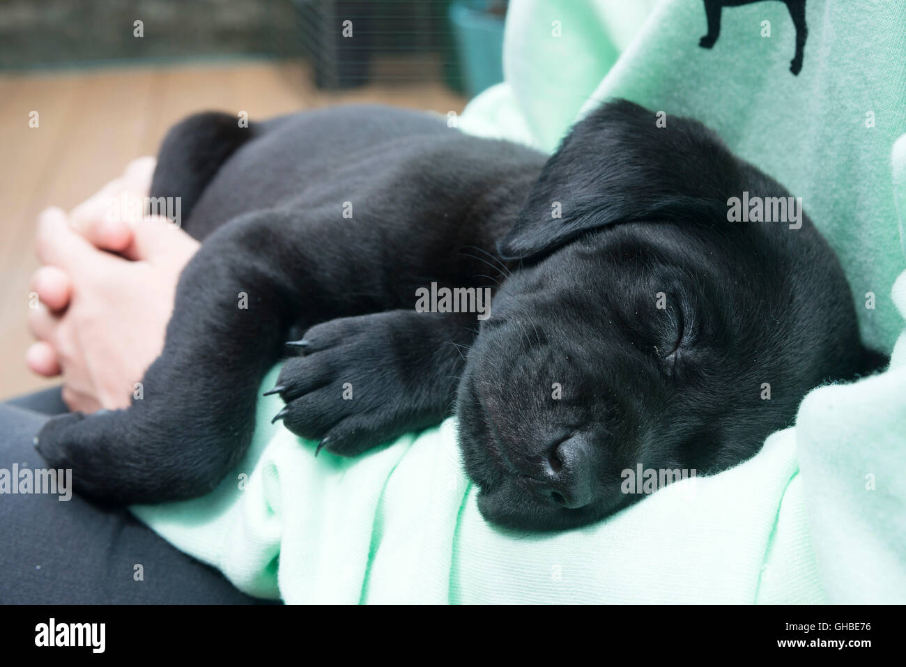 Sleeping Black Lab Puppies