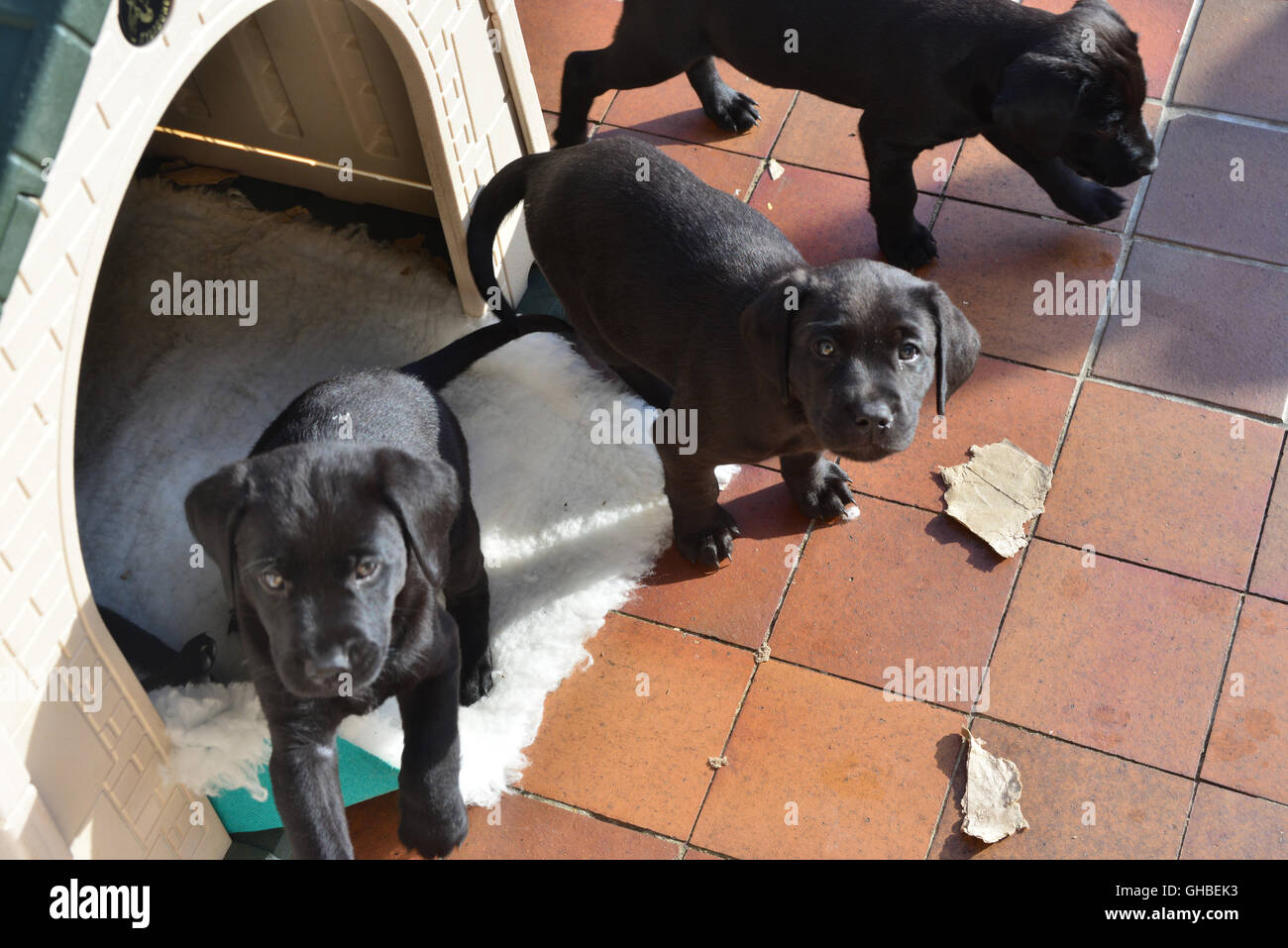 Black Labrador puppies playing on decking Stock Photo - Alamy