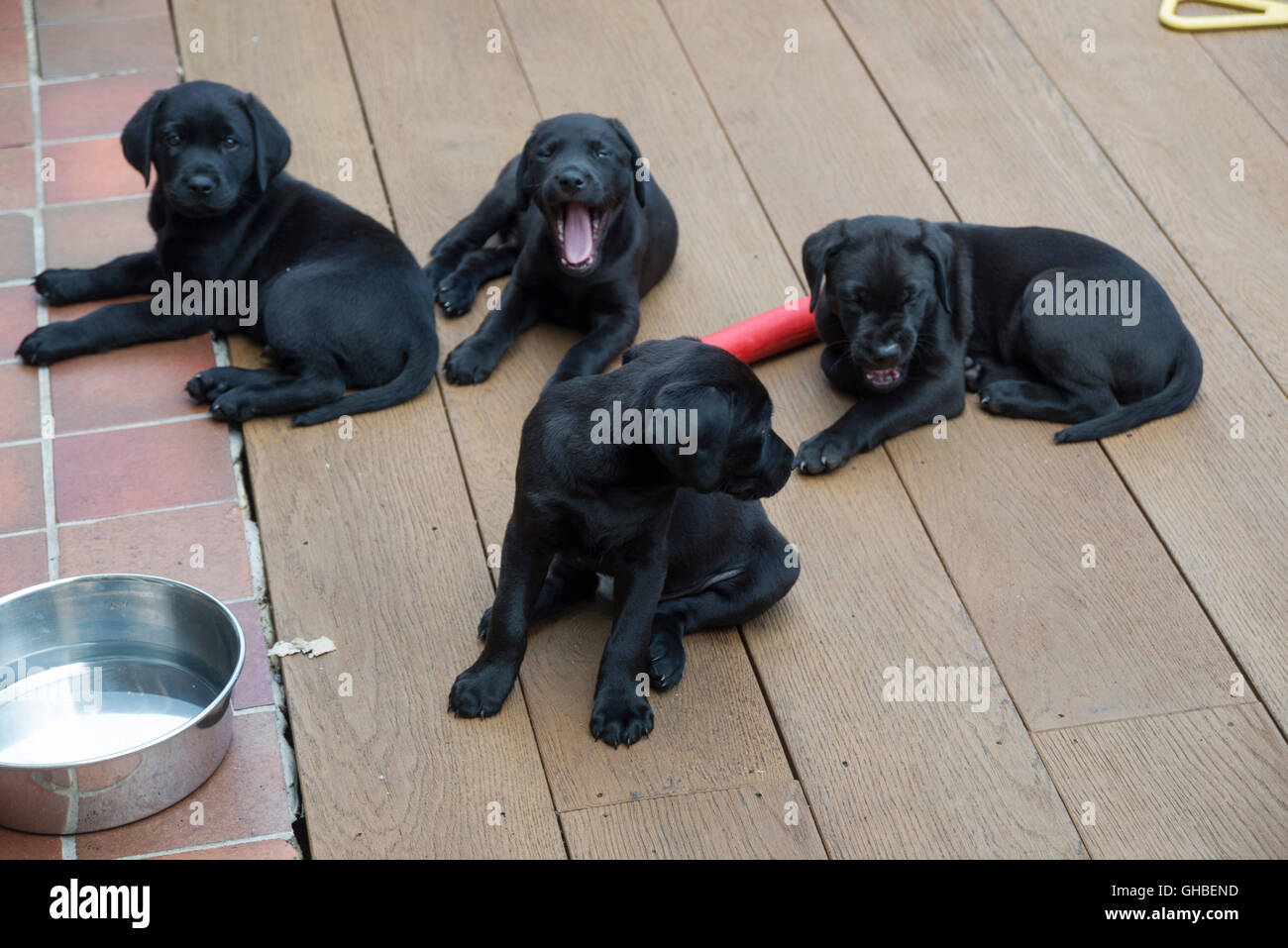 Yawning labrador hi-res stock photography and images - Alamy