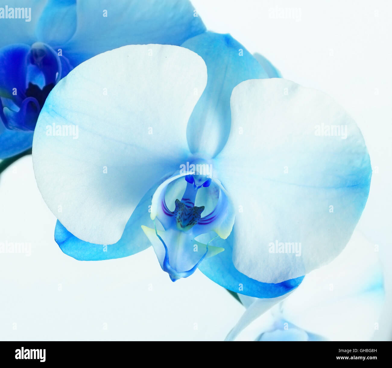 Blue orchid hi-res stock photography and images - Alamy