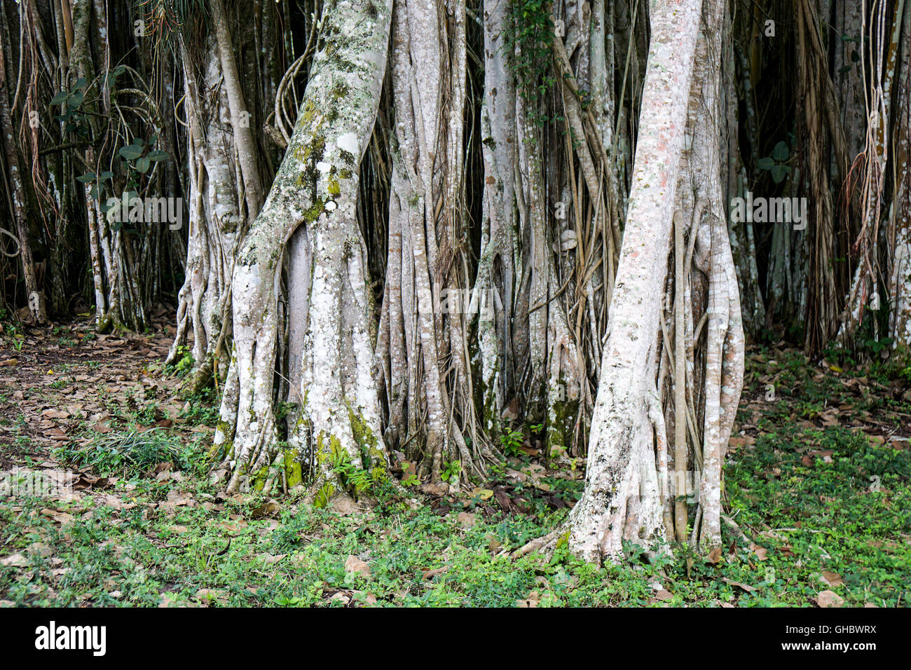 Banyan tree growes in the tropical Cuba Stock Photo - Alamy