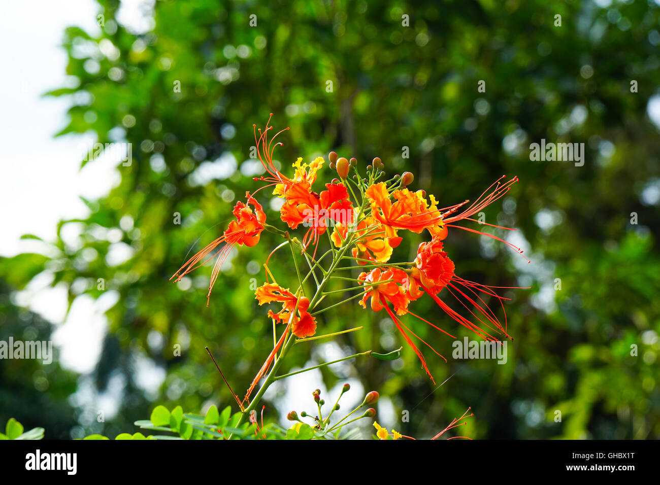 Flame tree, Peacok flower growing in cuba Stock Photo - Alamy