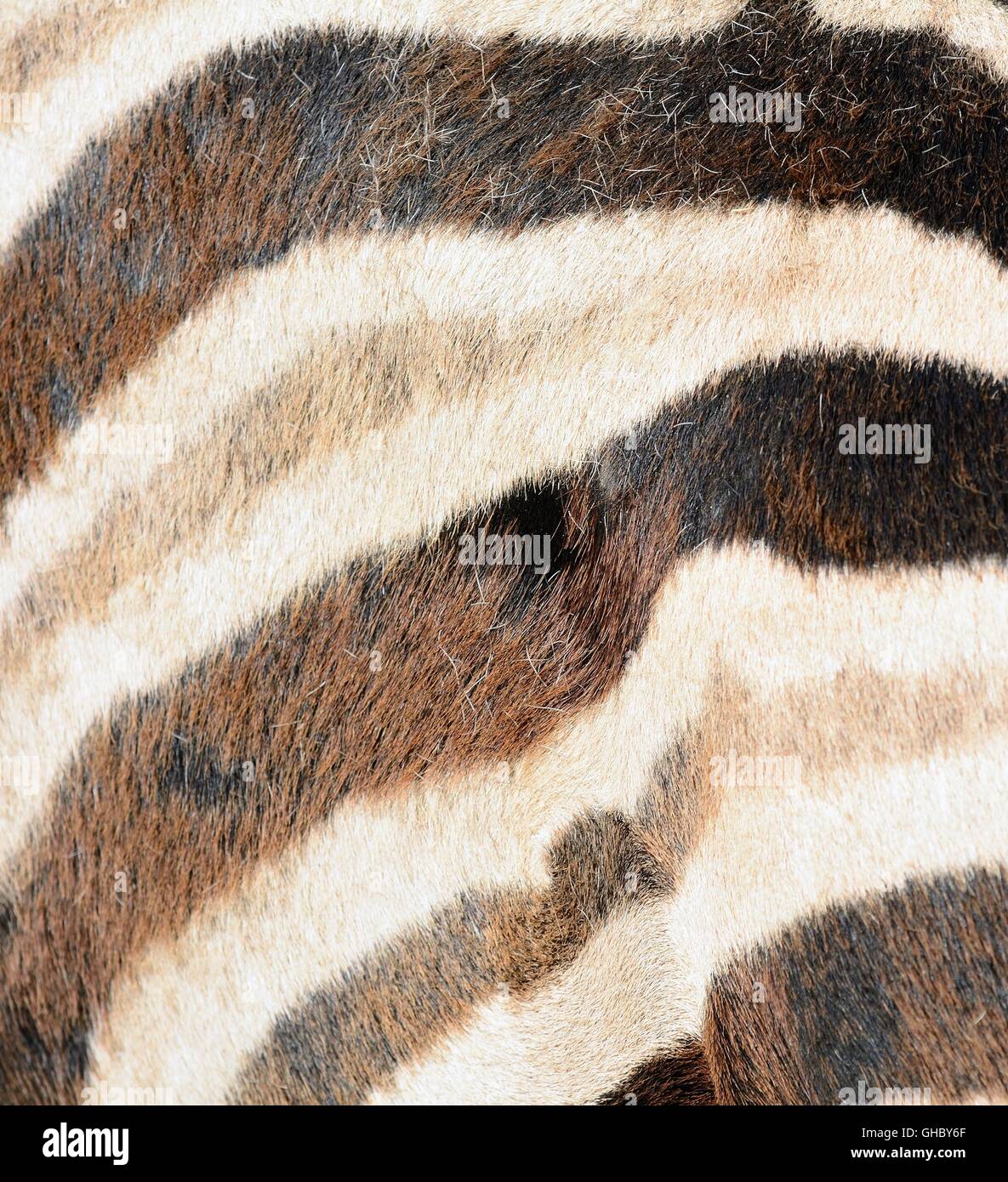 Fur texture hi-res stock photography and images - Alamy