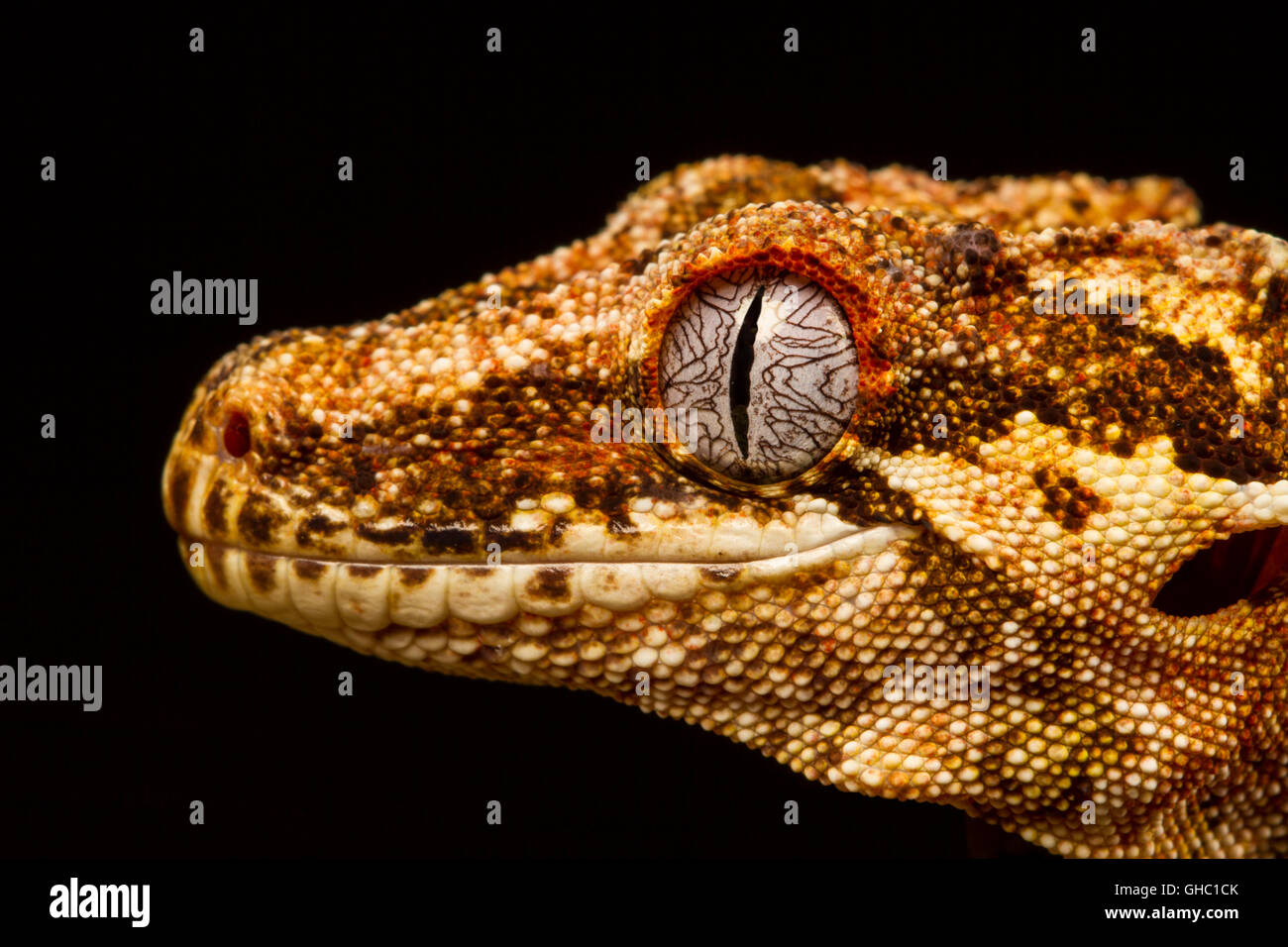 Gargoyle Gecko (Rhacodactylus auriculatus) in profile on a branch ...