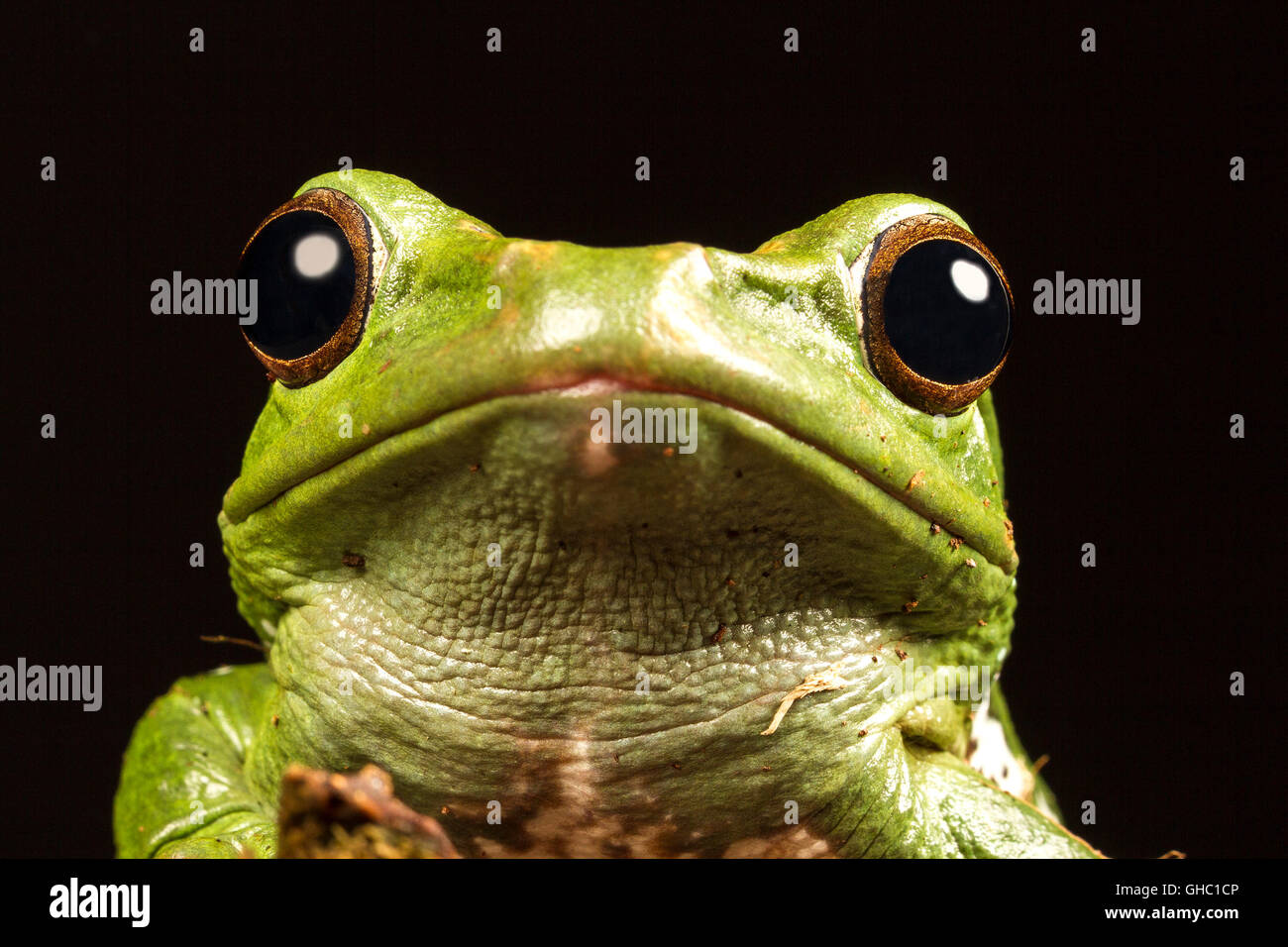 Gliding golden tree frog hi-res stock photography and images - Alamy