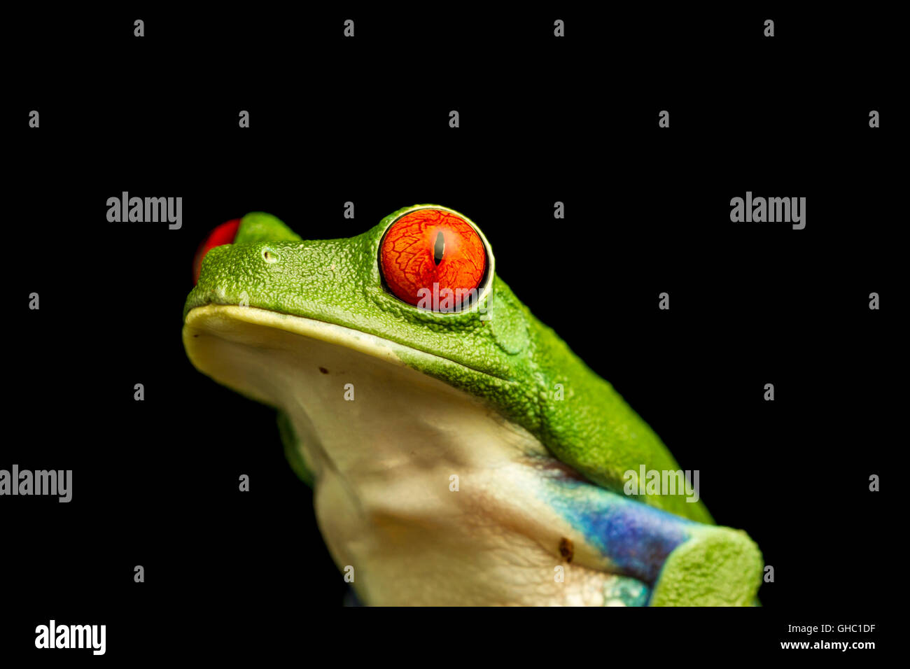 Green tree frog with red eyes hi-res stock photography and images - Alamy