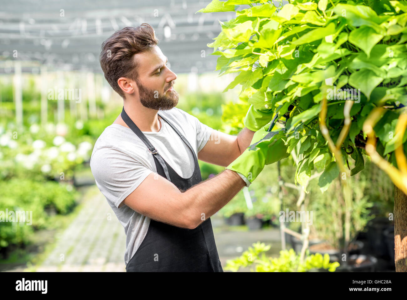 Hands caucasian male gardener cutting hi-res stock photography and ...