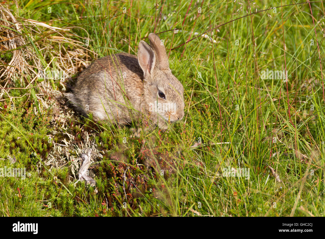 Young Rabbit. Oryctolagus cuniculus (Lagomorpha) on Grinton Moor, North ...