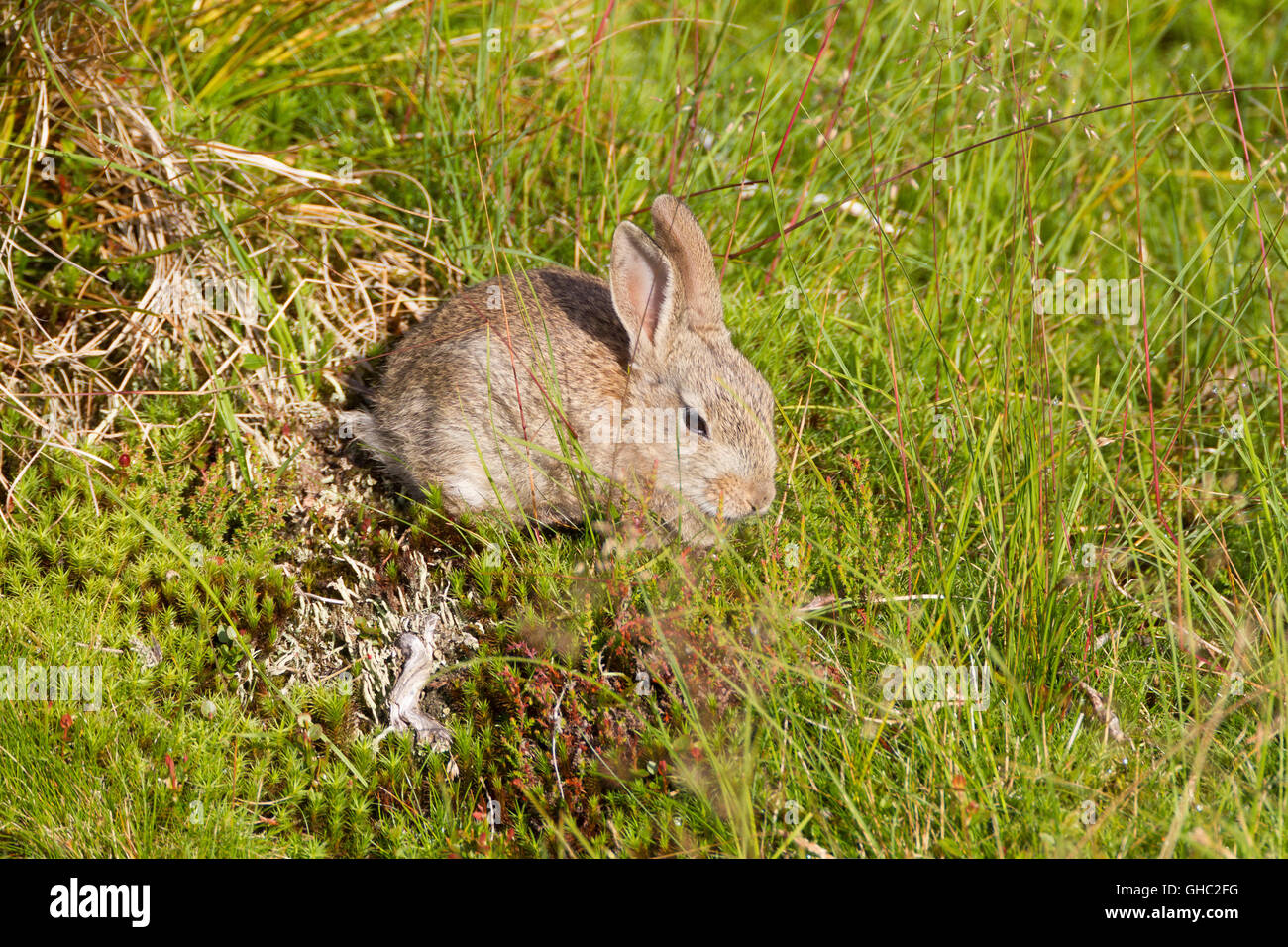 Young Rabbit. Oryctolagus cuniculus (Lagomorpha) on Grinton Moor, North ...