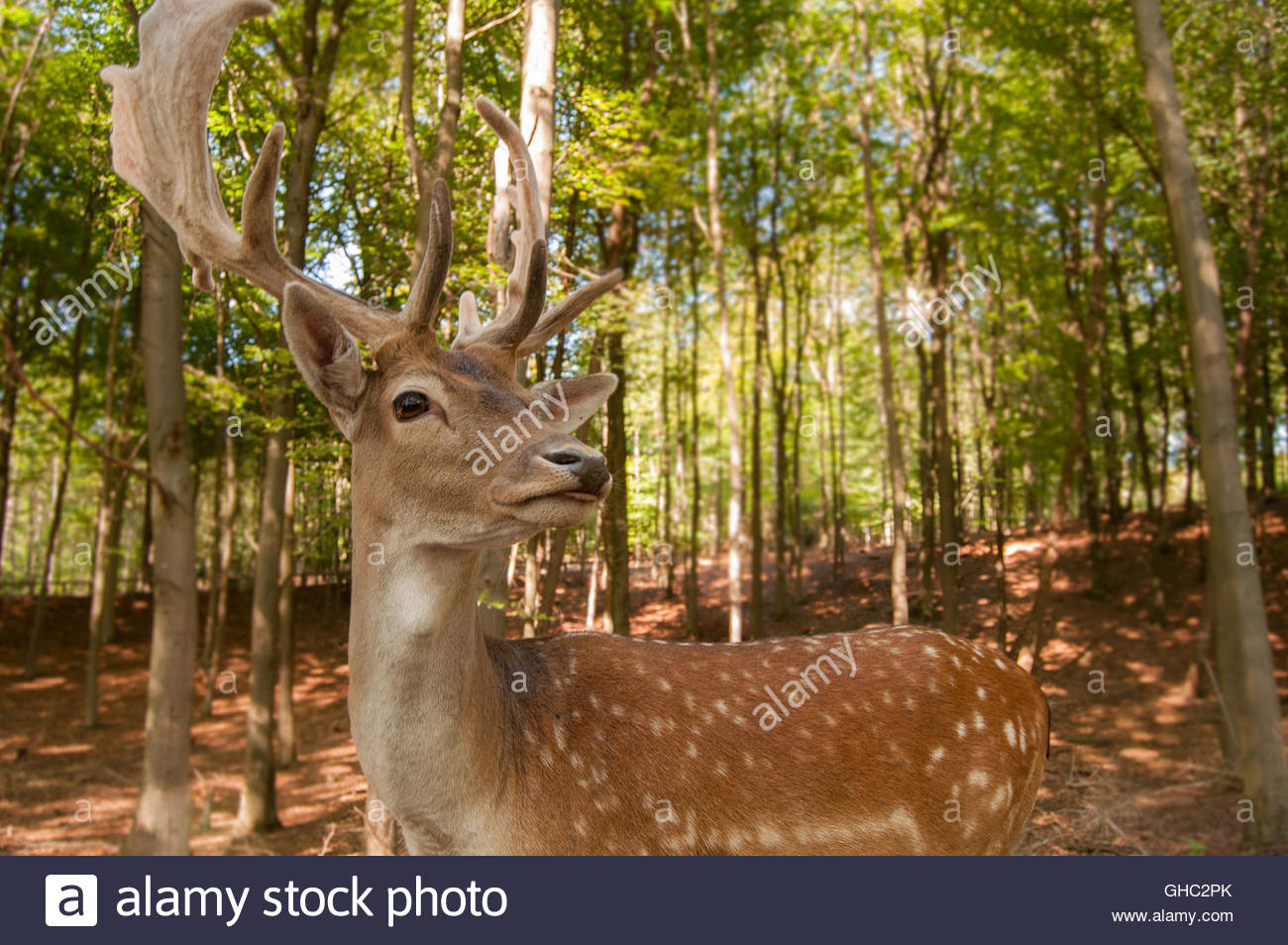 Forest Reindeer High Resolution Stock Photography and Images - Alamy