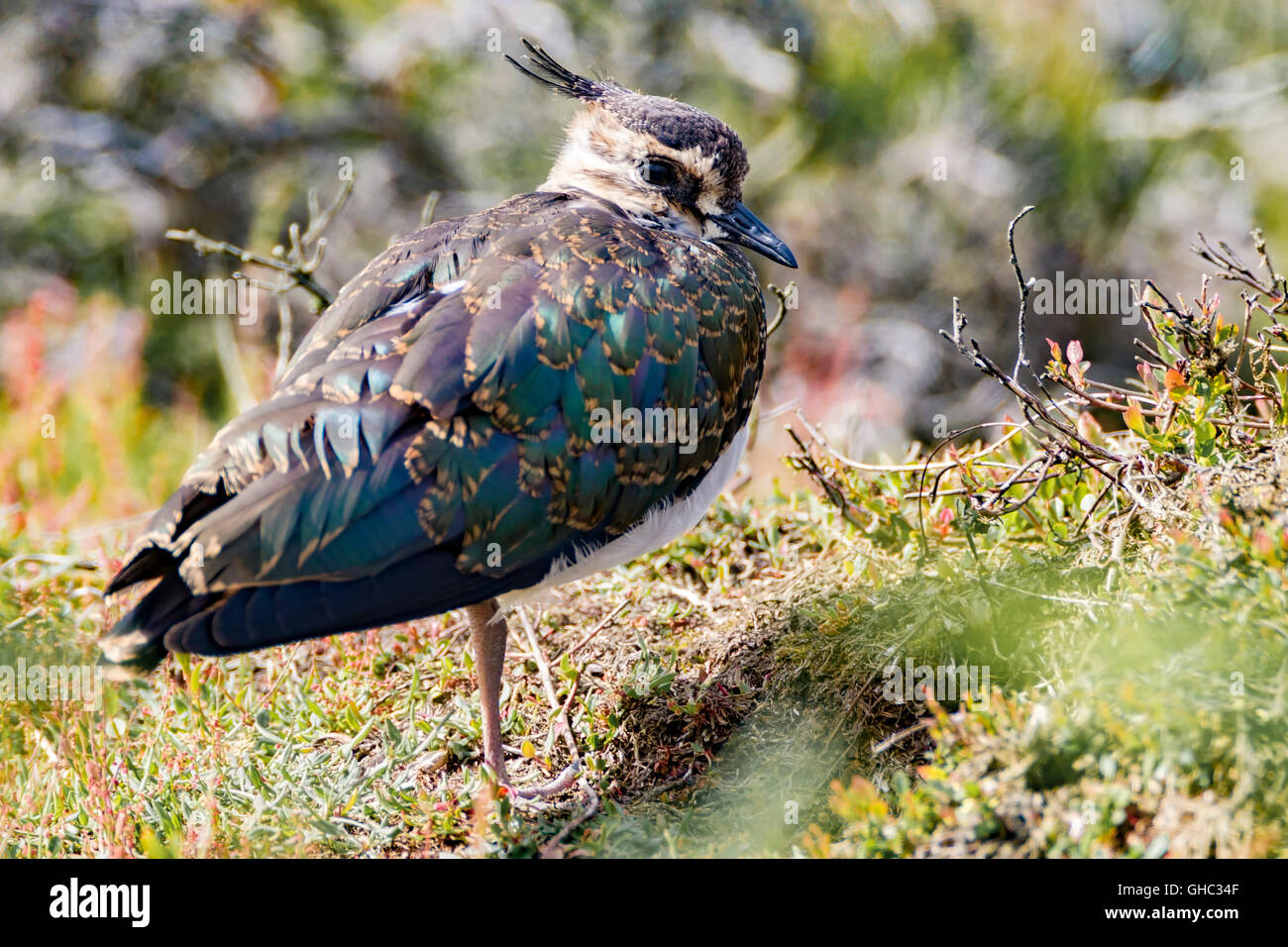 Lapwing north yorkshire hi-res stock photography and images - Alamy