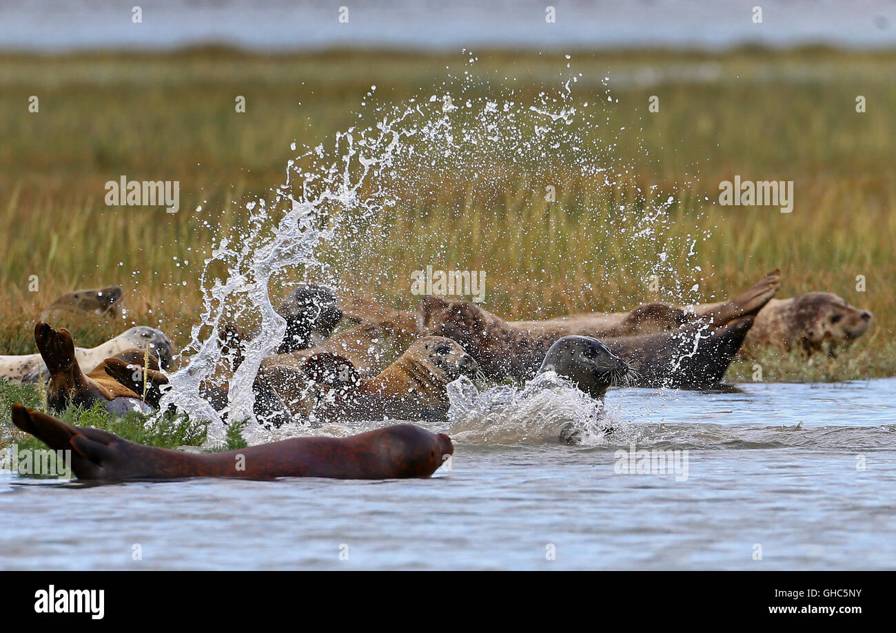 2016 thames seal survey hi-res stock photography and images - Alamy