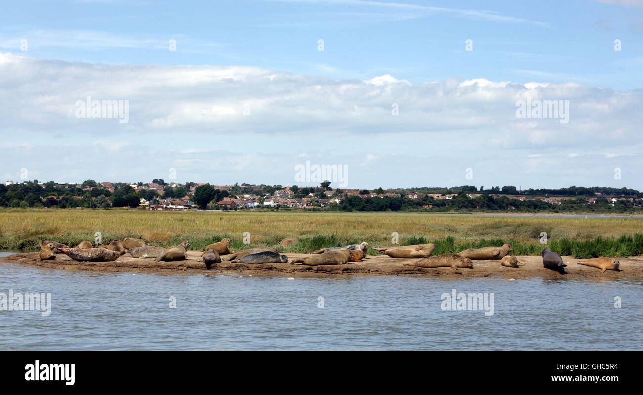 Embargoed to 0001 Wednesday August 10 A colony of Harbour Seals on the ...