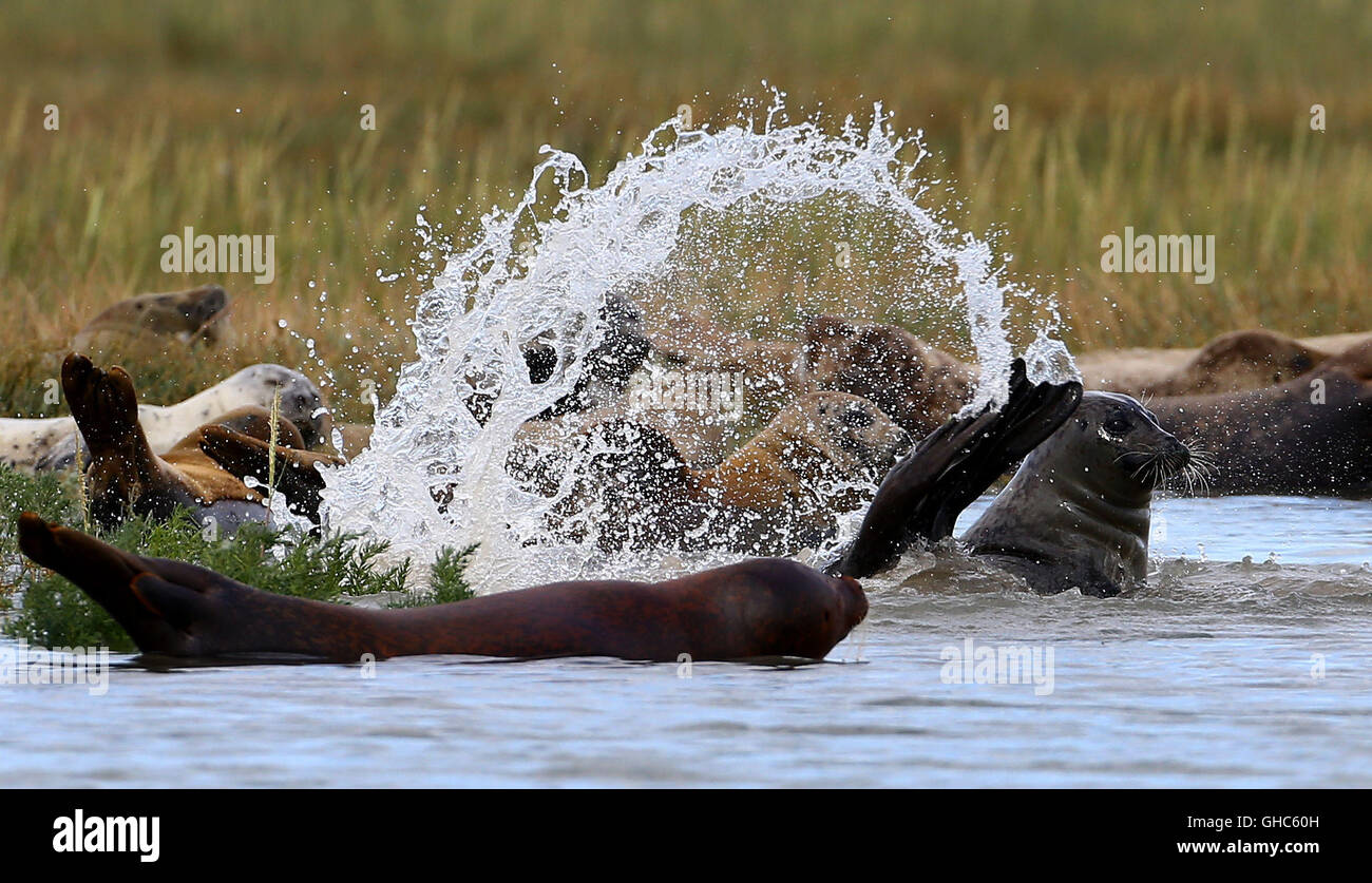 Embargoed to 0001 Wednesday August 10 A colony of Harbour Seals on the ...