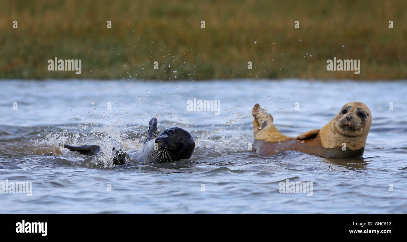 Embargoed to 0001 Wednesday August 10 A colony of Harbour Seals on the ...