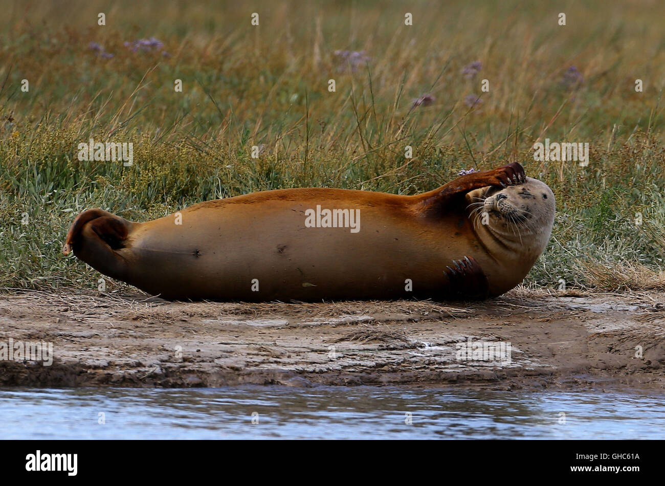 Embargoed to 0001 Wednesday August 10 A colony of Harbour Seals on the ...