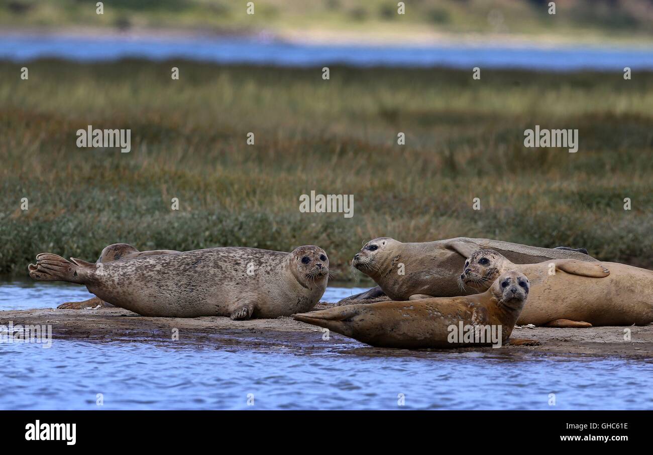 2016 thames seal survey hi-res stock photography and images - Alamy