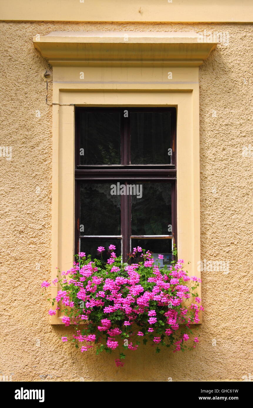 Renaissance window with pink flowers Stock Photo - Alamy