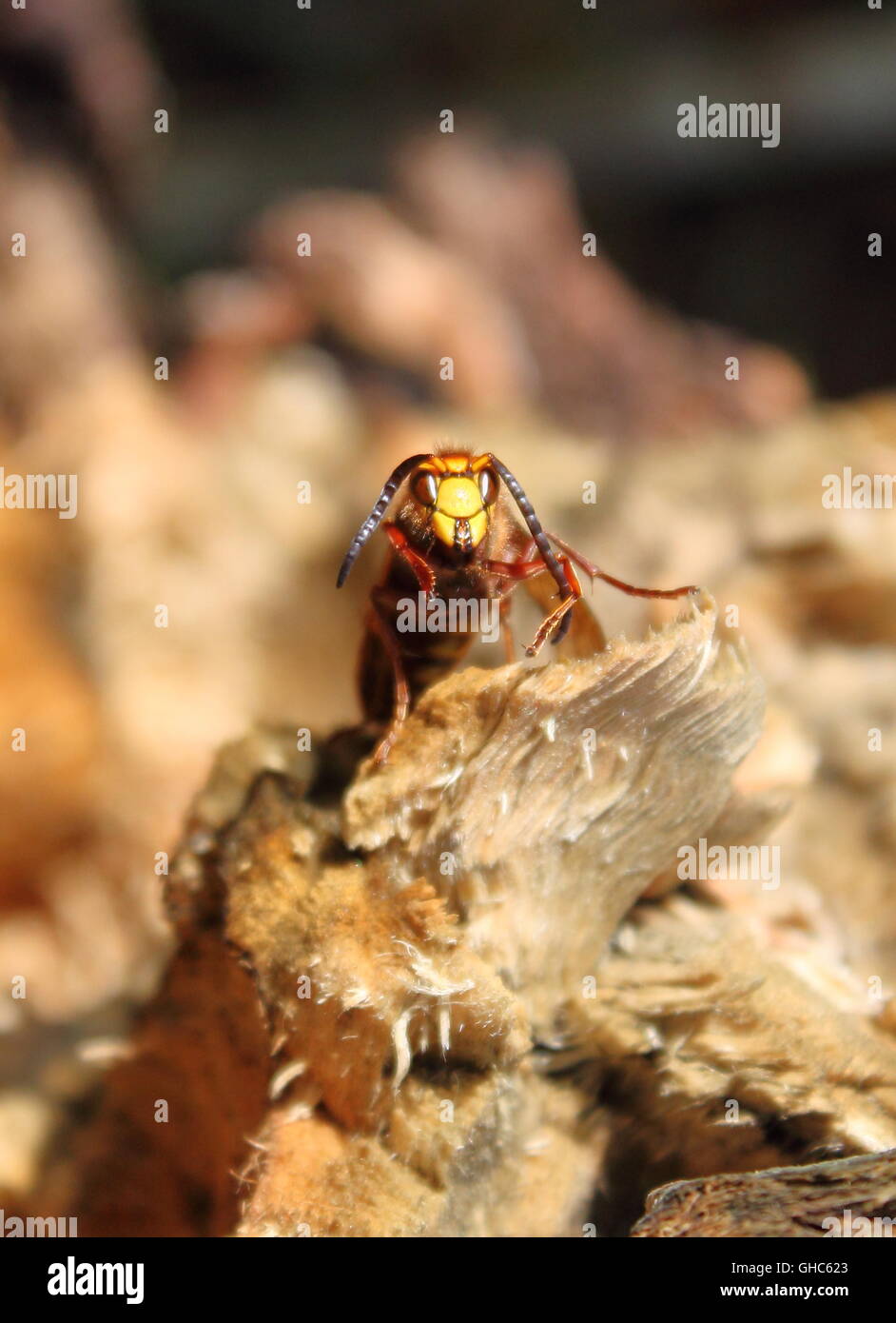 Wasp with brown eyes hi-res stock photography and images - Alamy