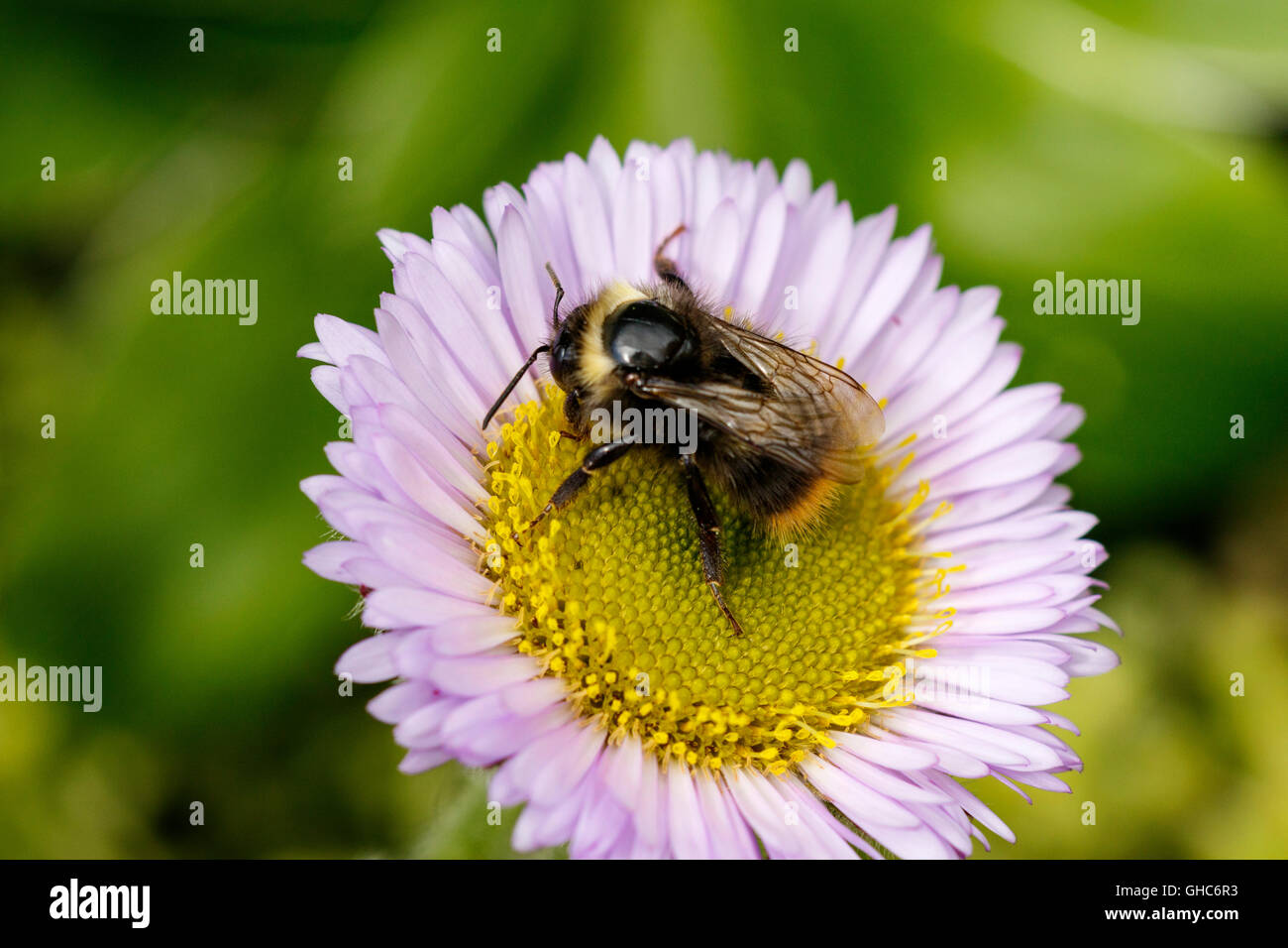 Bumblebee on a daisy hi-res stock photography and images - Alamy