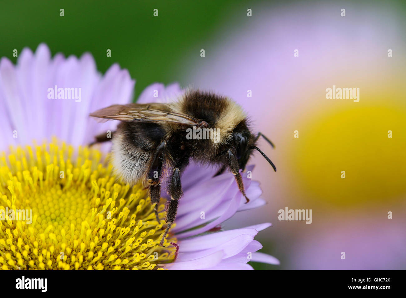 Garden Bumblebee Bombus hortorum on Seaside Daisy flower Stock Photo ...