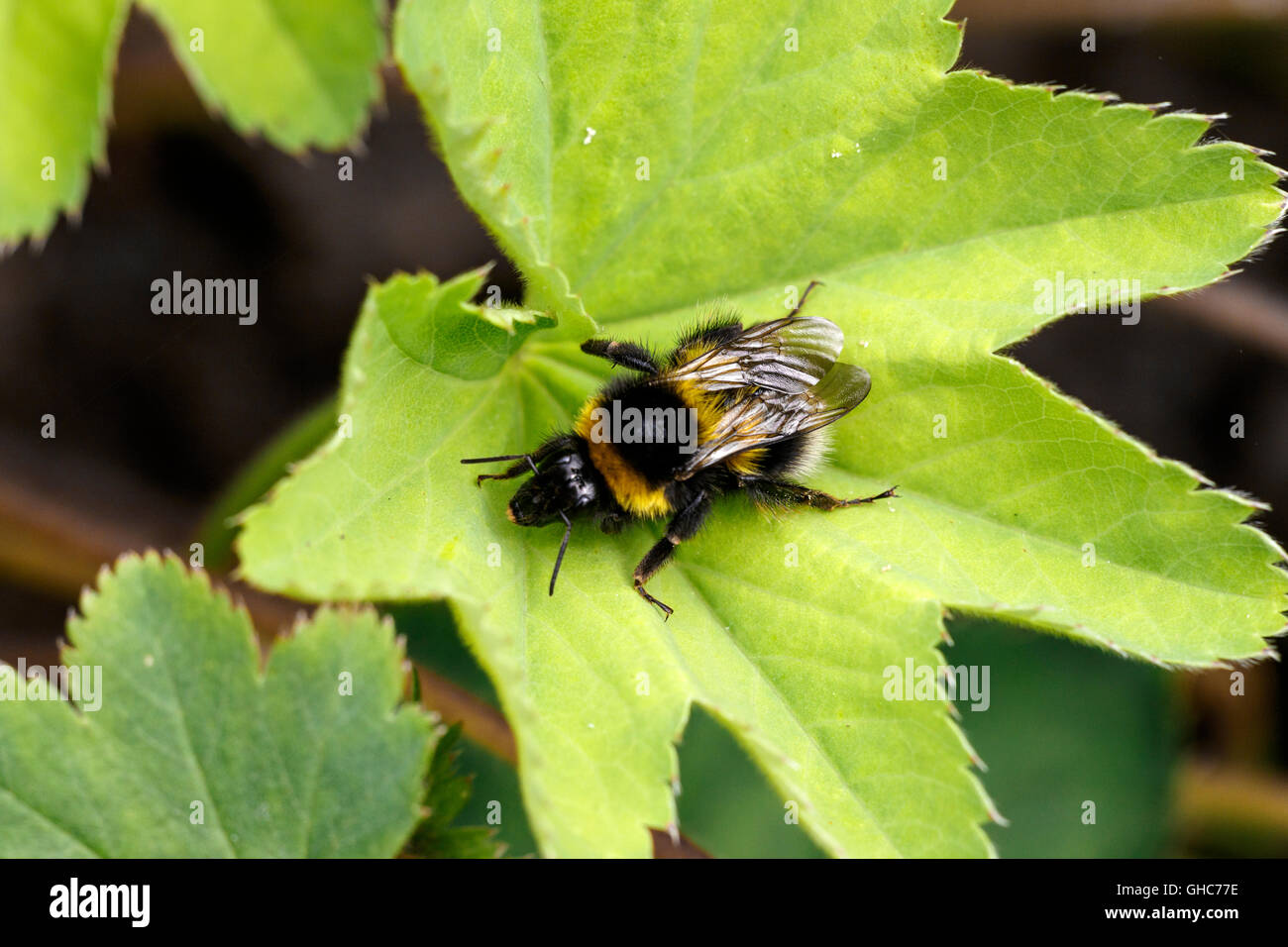 Garden Bumblebee Bombus hortorum at rest on a leaf Stock Photo - Alamy