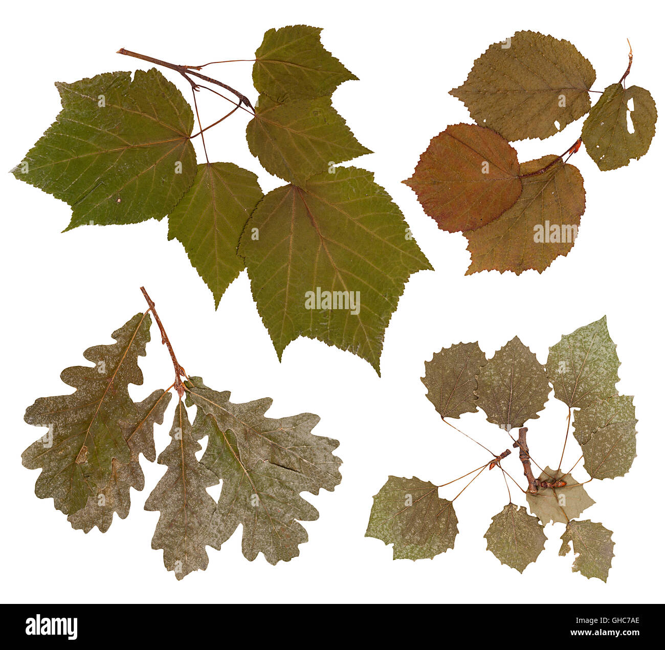 Pressed dried herbarium of various plants, isolated Stock Photo - Alamy