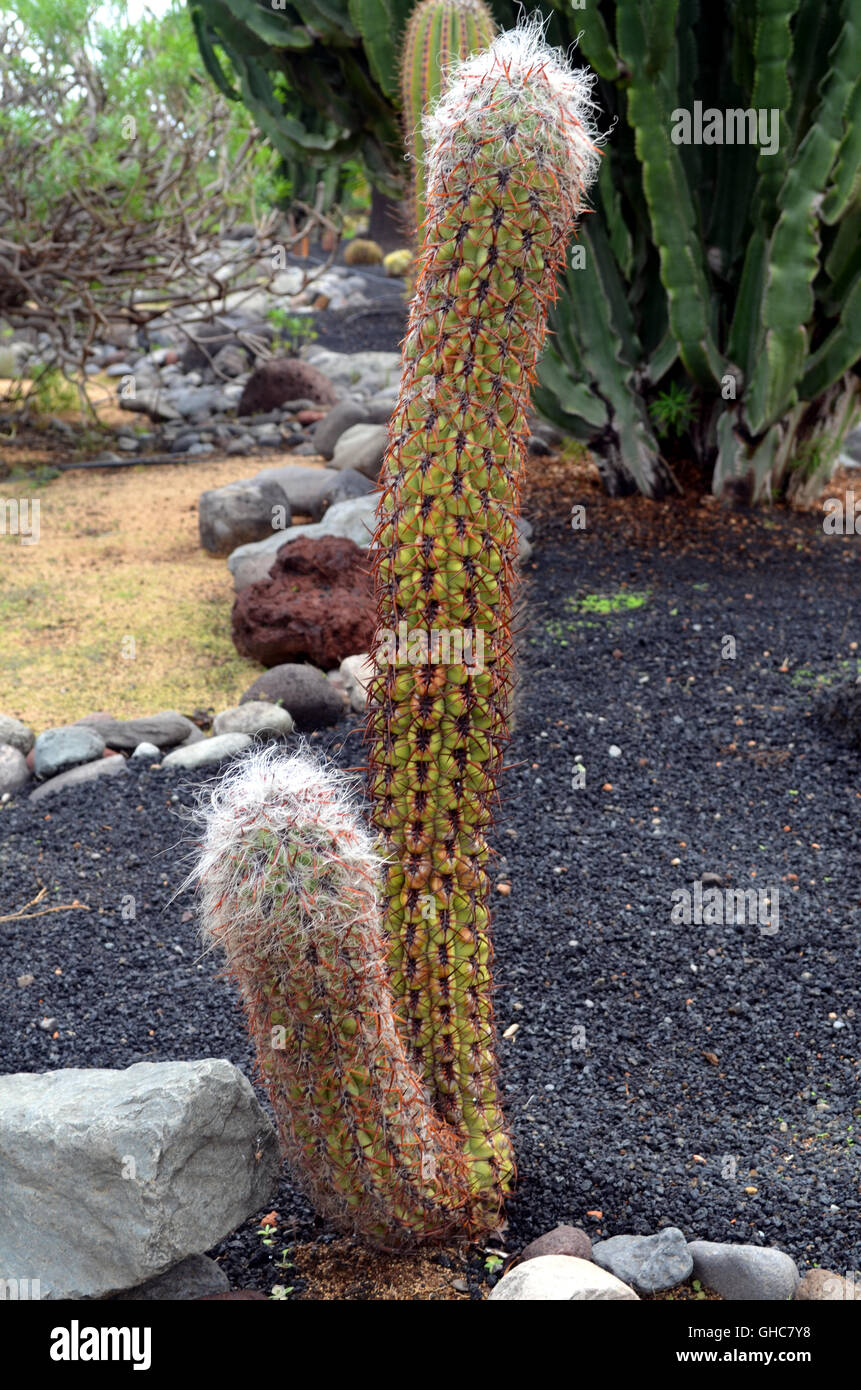 Long Cactus High Resolution Stock Photography and Images - Alamy