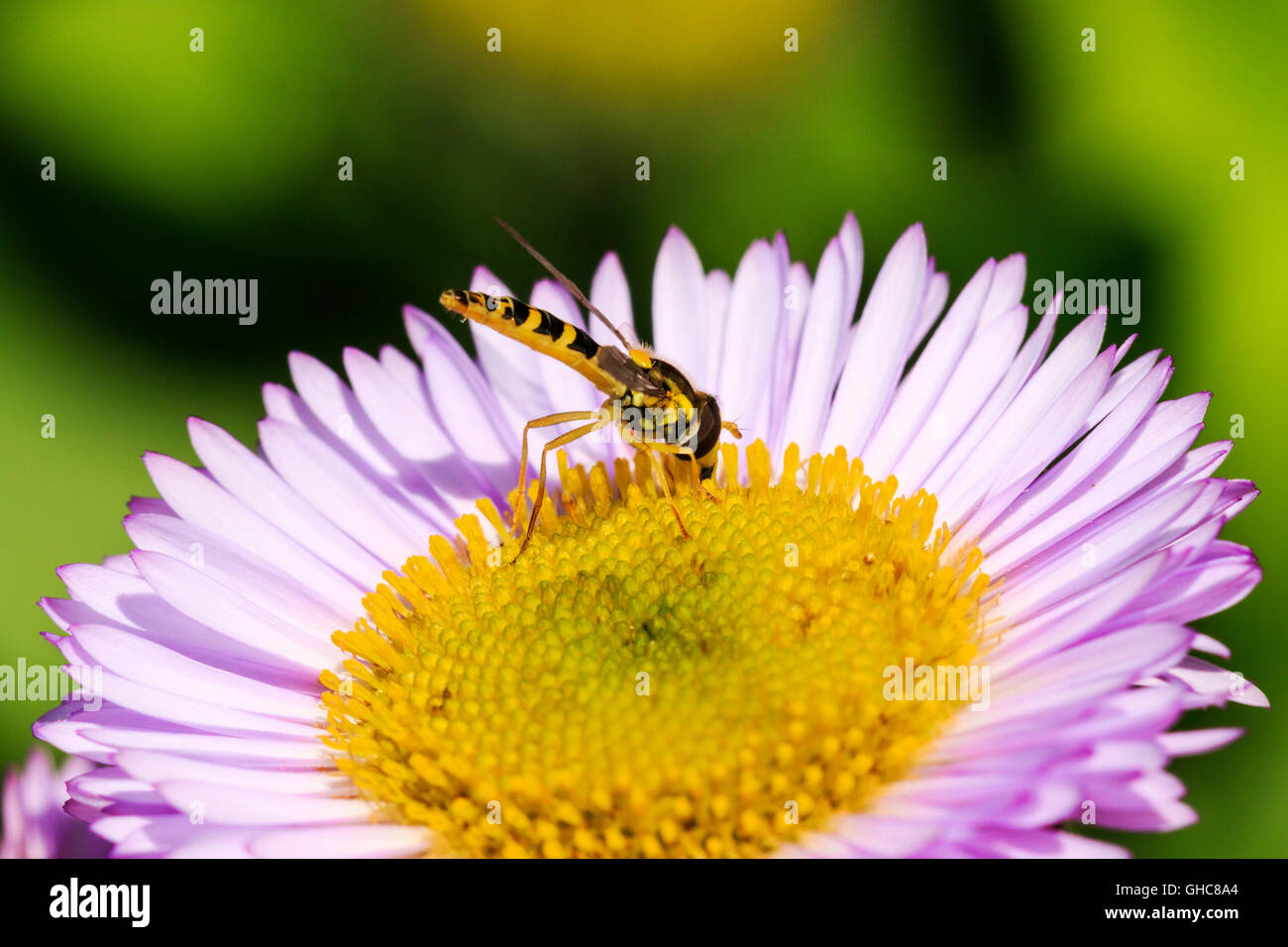 Sphaerophoria interrupta hi-res stock photography and images - Alamy