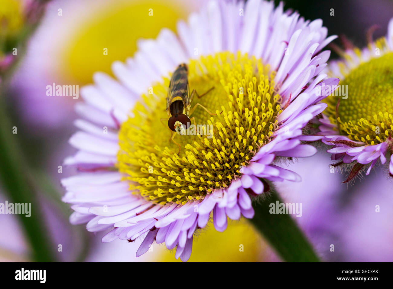 Hoverfly Sphaerophoria interrupta adult feeding on garden flower Stock ...