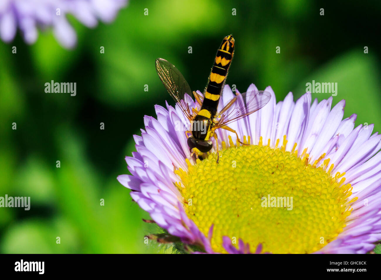 Sphaerophoria interrupta hi-res stock photography and images - Alamy